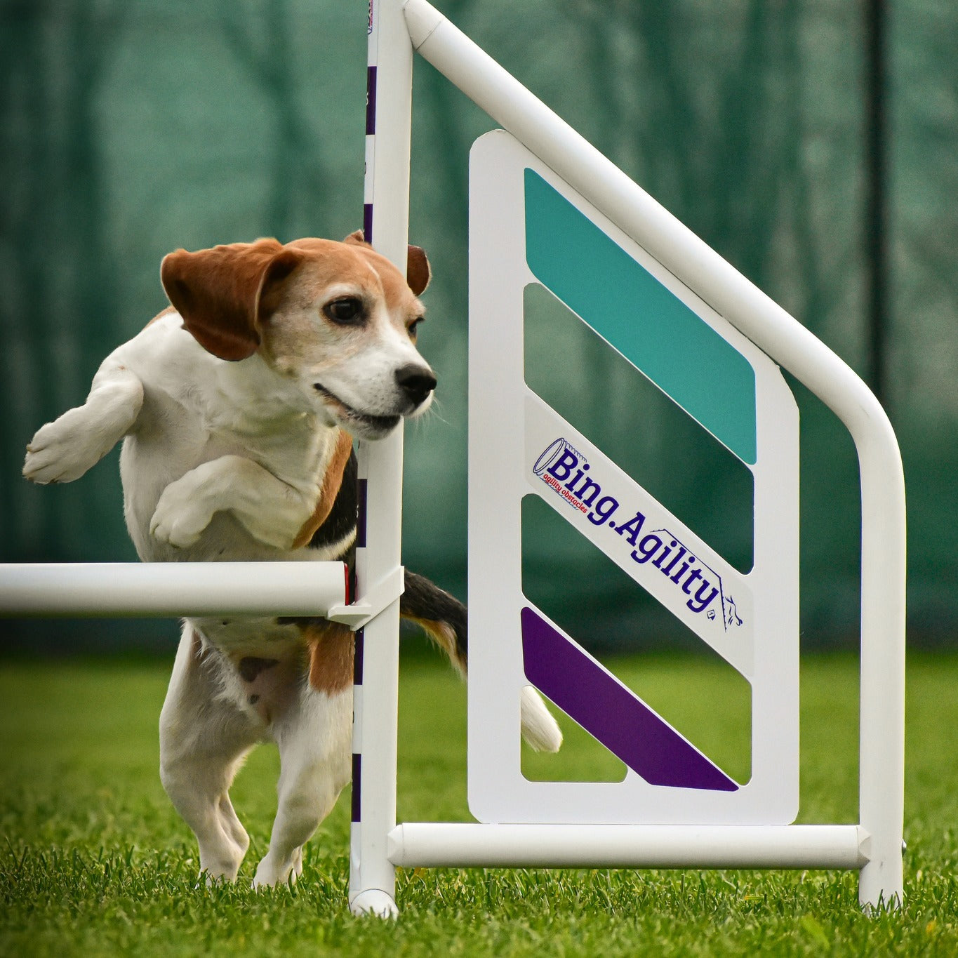 Bing.Agility UK – Active Dog Essentials