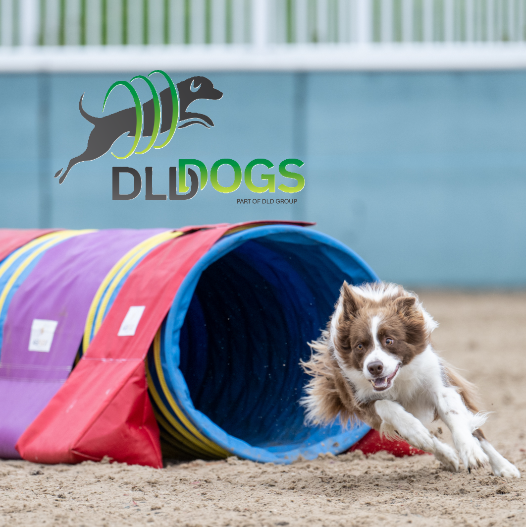 DLDogs – Active Dog Essentials